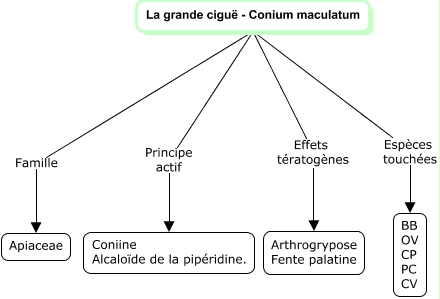 La grande ciguë définitif